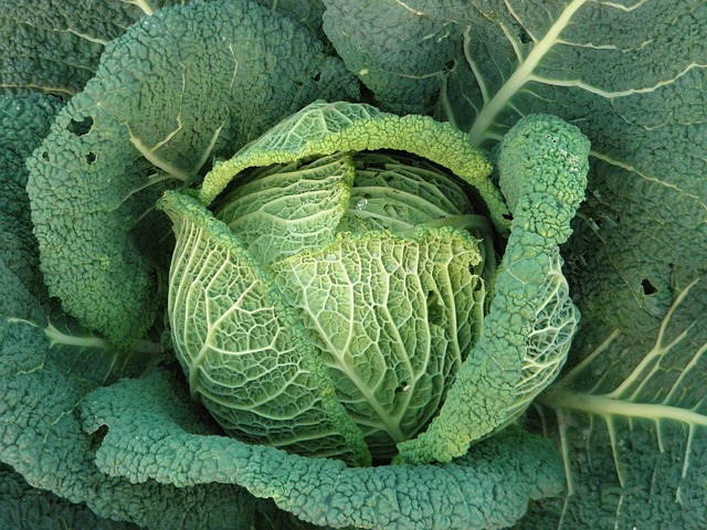 kohl-garden-eat-food-vegetables | Dr Nikki